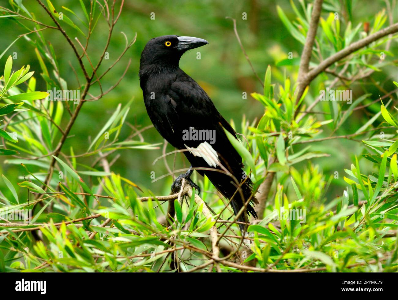 Strepera gracinula, Black Shrike Crow, Black Shrike Crows, Thick-billed ...