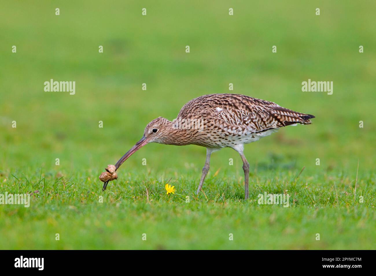 Adult eurasian curlew (Numenius arquata) feeding, lifting Great common ...