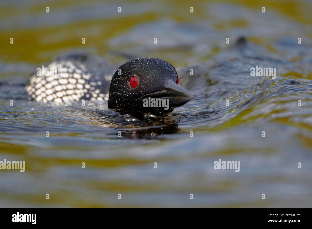 Great Northern great northern loon (Gavia immer) adult, summer plumage ...