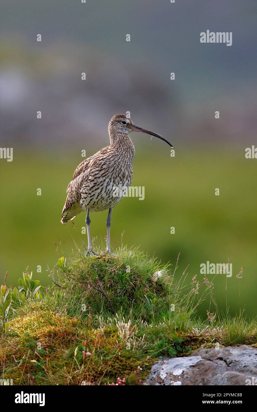 Mull bird photography hi-res stock photography and images - Alamy