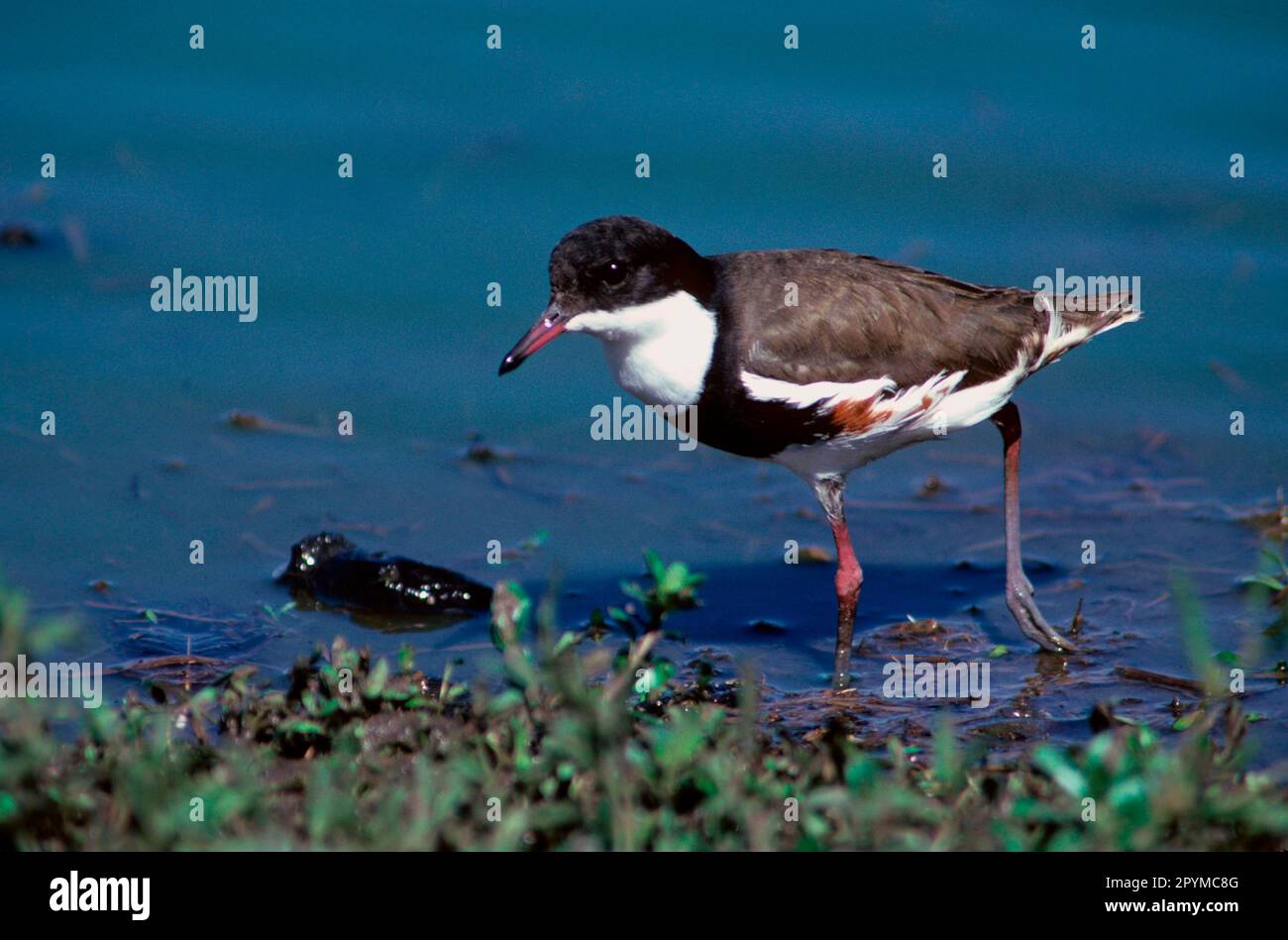 Red-kneed dotterel (Erythrogonys cinctus), Animals, Birds, Waders, Red ...