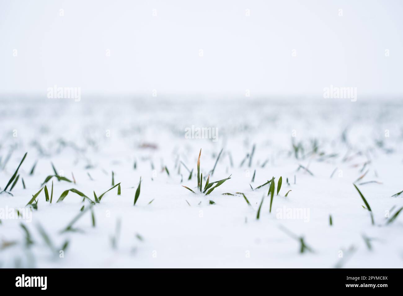 Sprouts of wheat under the snow in winter season. Growing grain crops ...