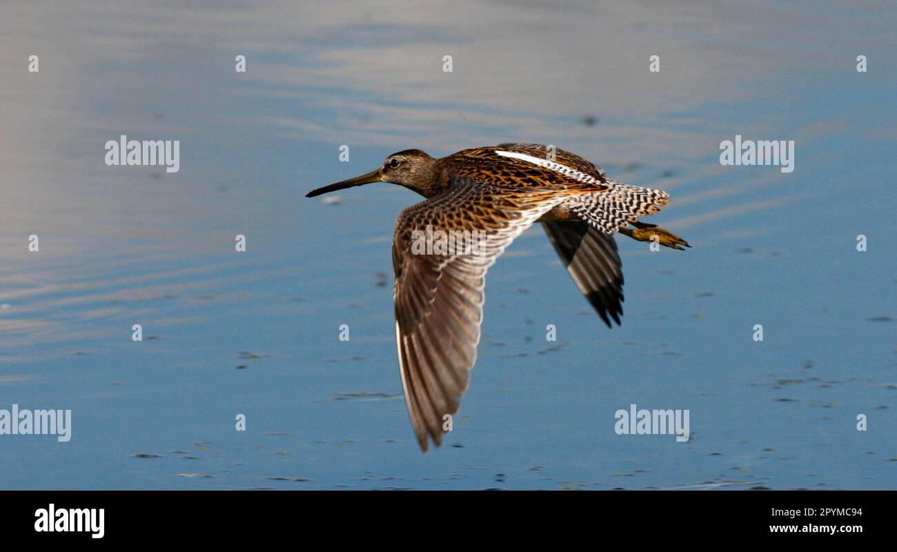 Short-billed dowitcher (Limnodromus griseus), Little Dowitcher, Animals ...