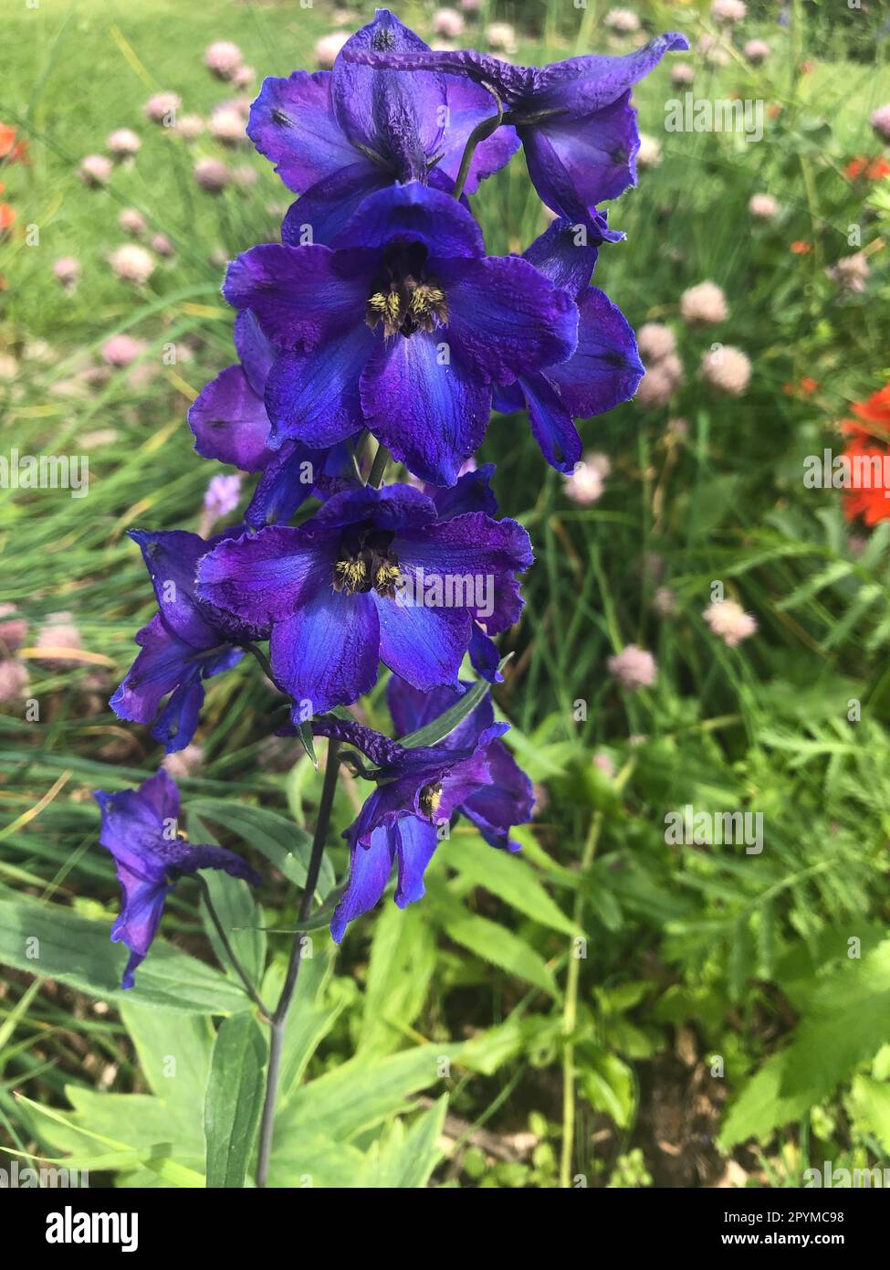 A vibrant purple large-flowered delphinium (Delphinium grandiflorum) in ...