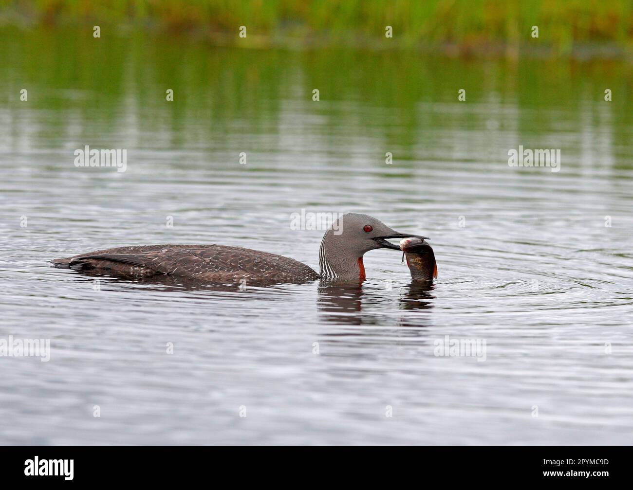 Red-throated diver (Gavia stellata) adult, piscivorous, swimming in ...