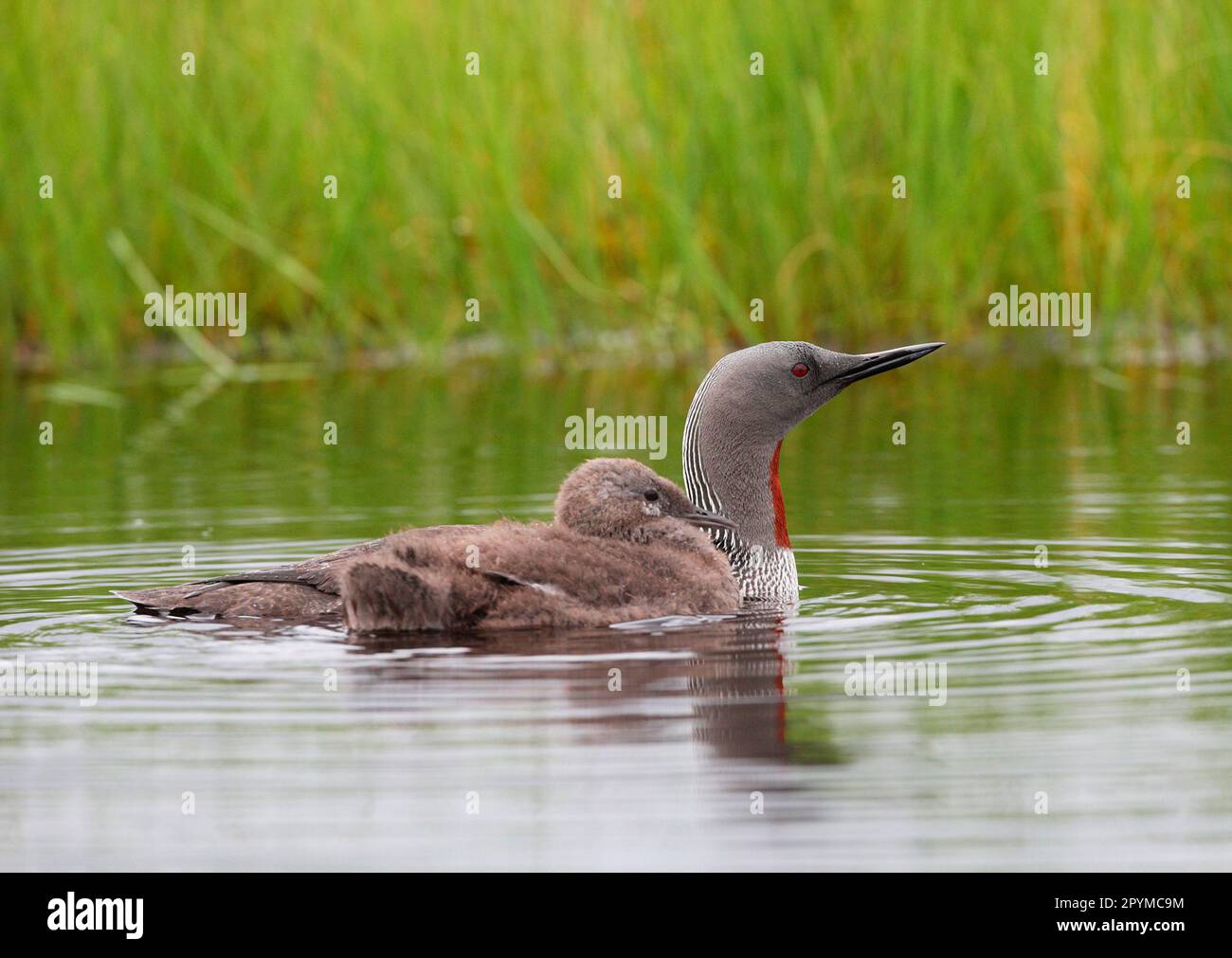 Red-throated diver (Gavia stellata), adult female and chick, swimming ...