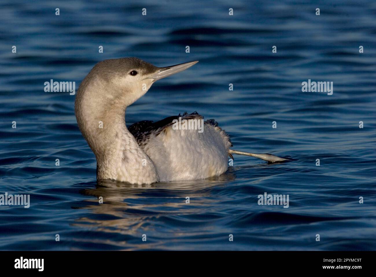 Red throated loon atlantic hi-res stock photography and images - Alamy