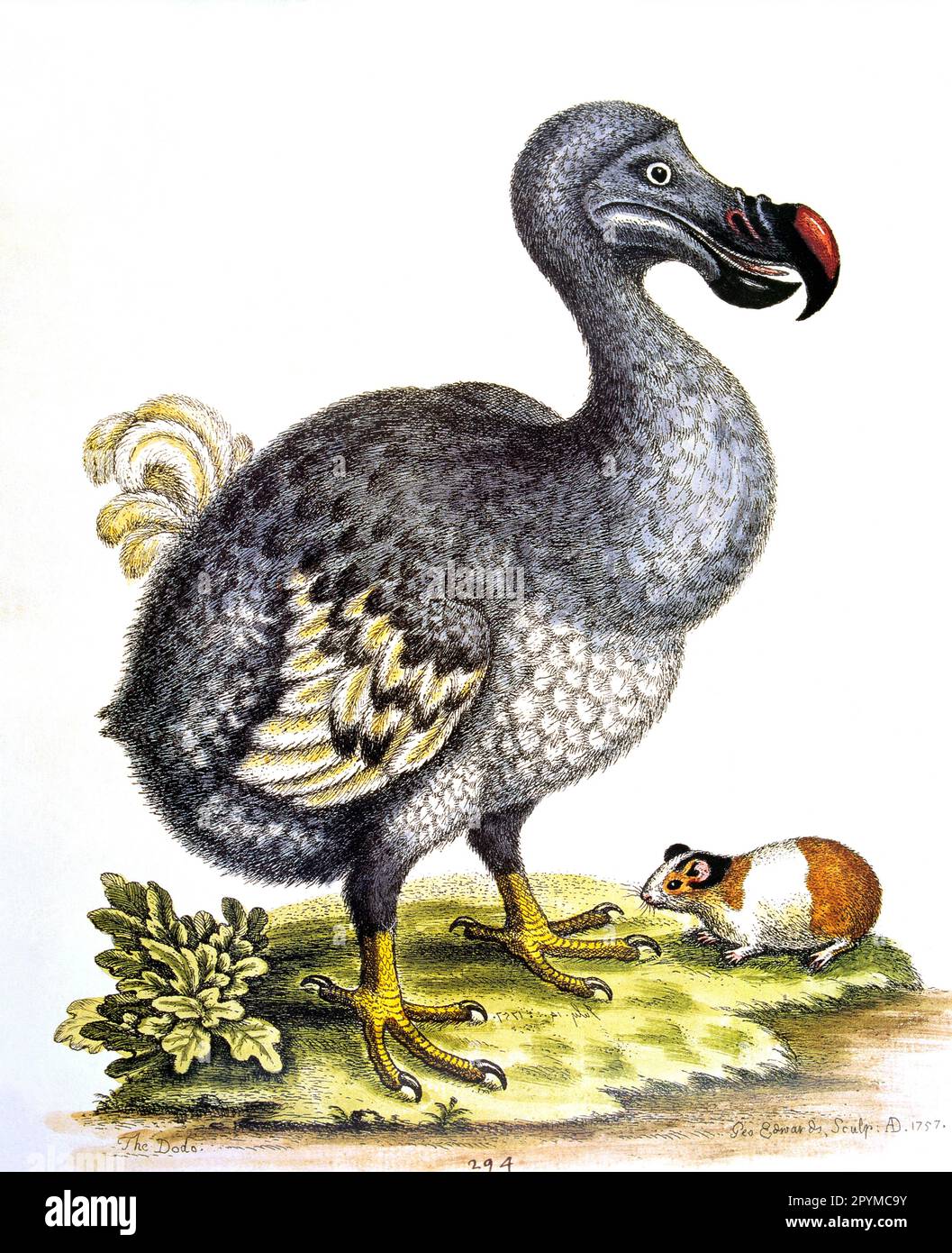 Dodo birds hi-res stock photography and images - Alamy