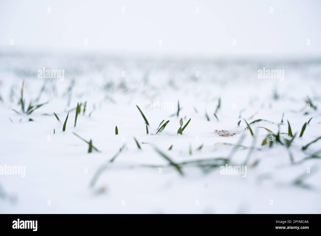 Wheat field covered with snow in winter season. Growing grain crops in ...