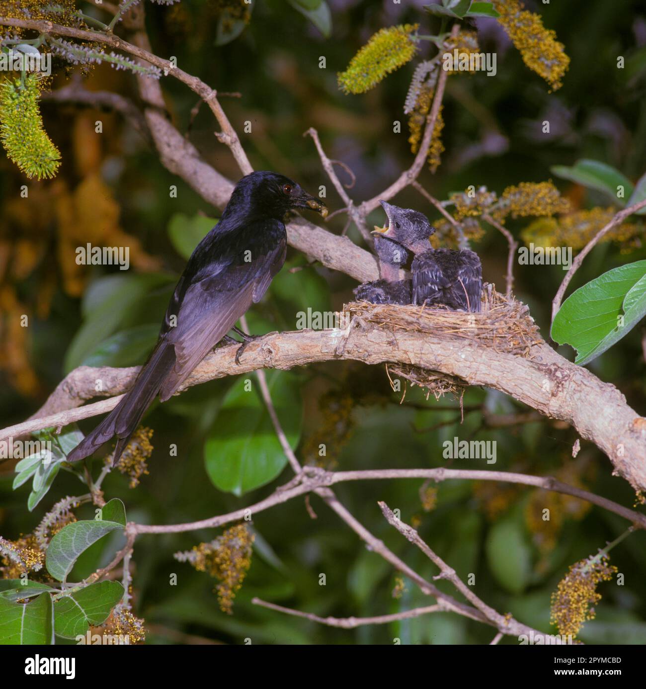 Fork-tailed Drongo, Fork-tailed Drongos (Dicrurus adsimilis), fork ...