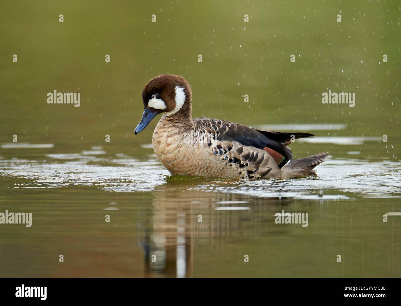 Bronze-winged Duck (Speculanas specularis) adult, bathing on water ...