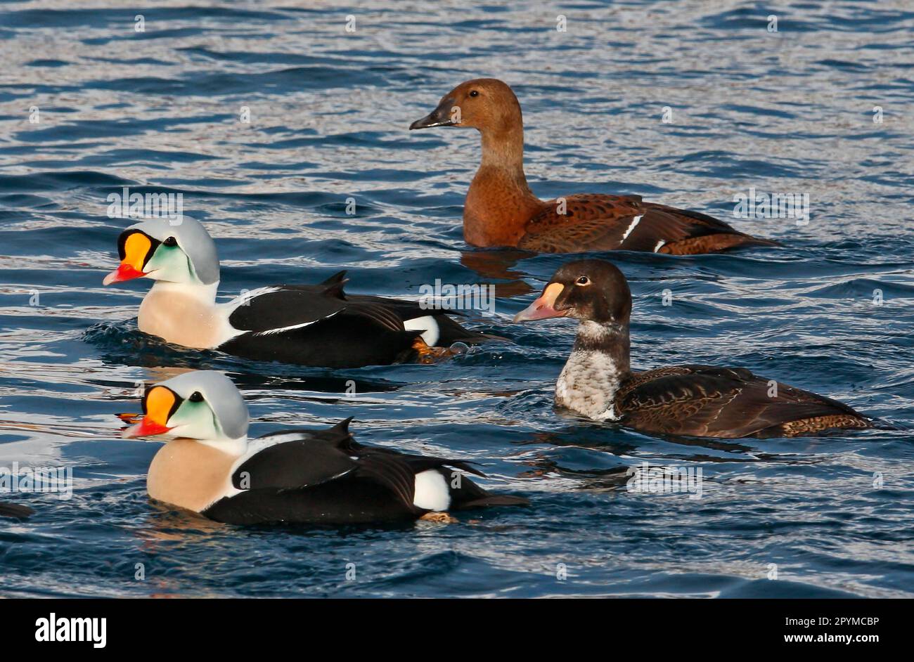 King Eider two adult males, immature male and adult female, swimming at ...