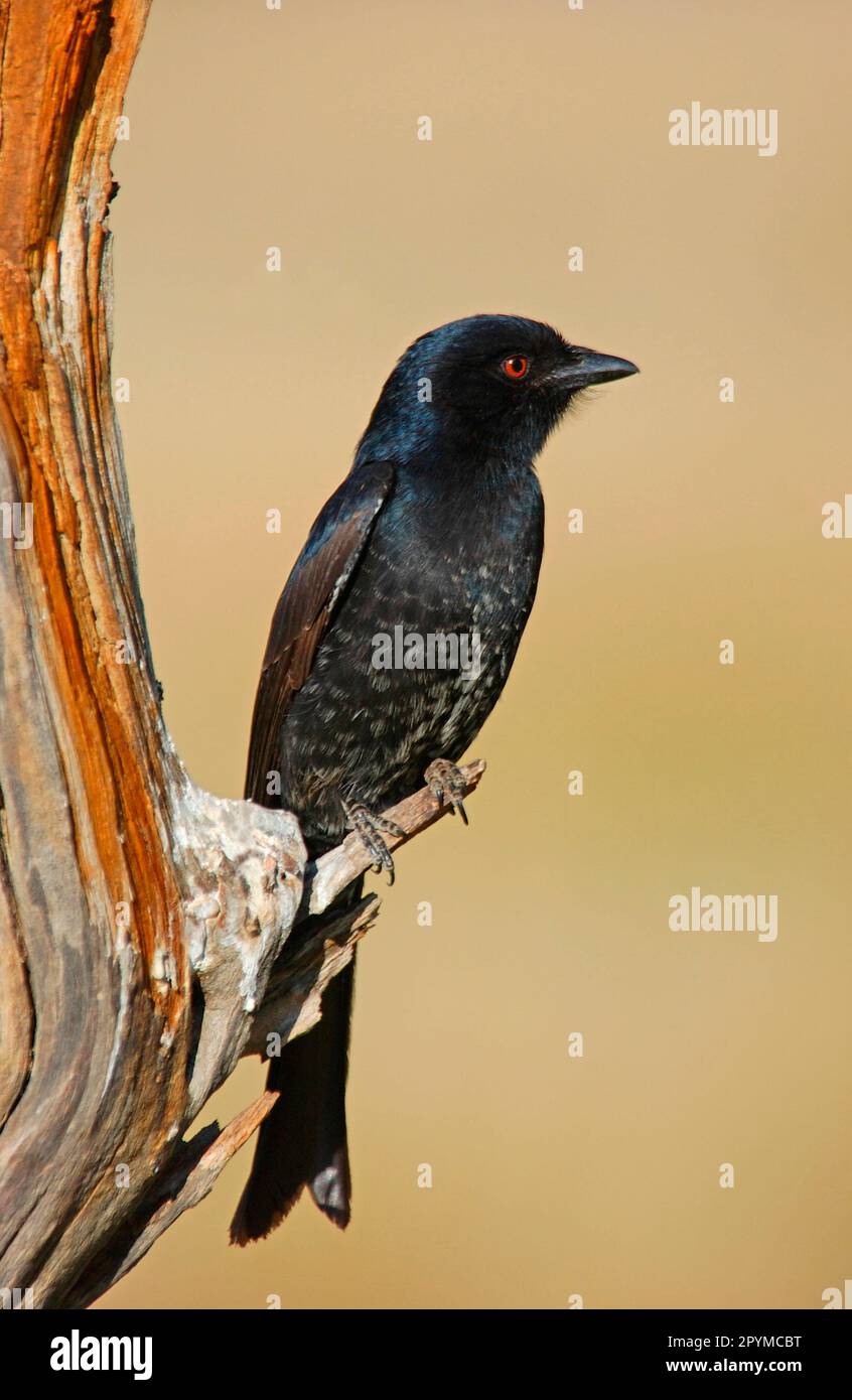Fork-tailed Drongo, Fork-tailed Drongos (Dicrurus adsimilis), fork ...