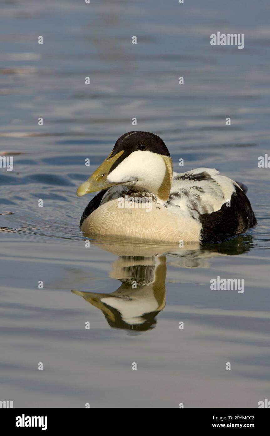 Common Eider (Somateria mollissima) adult male, swimming ...