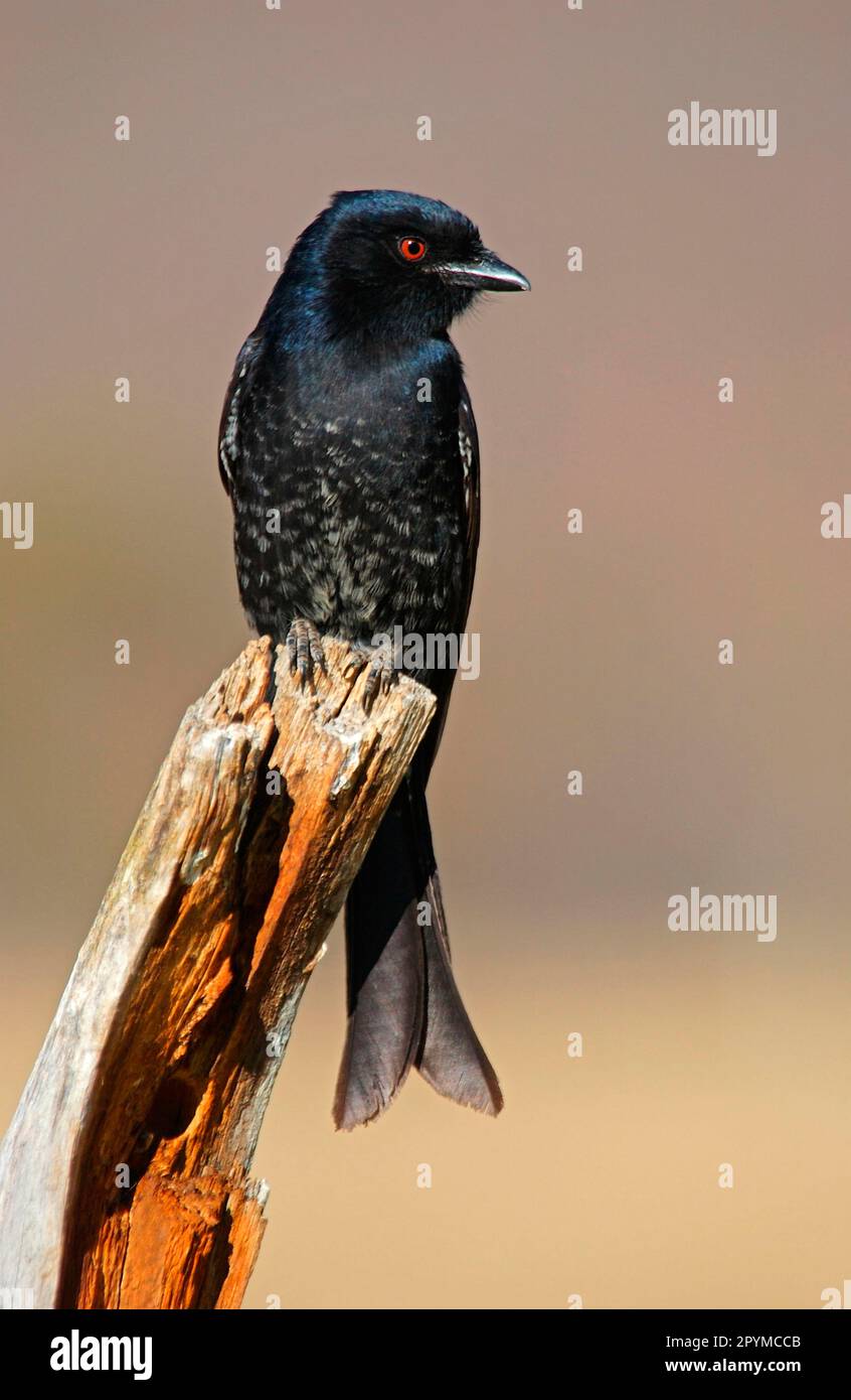 Fork-tailed Drongo, Fork-tailed Drongos (Dicrurus adsimilis), fork ...