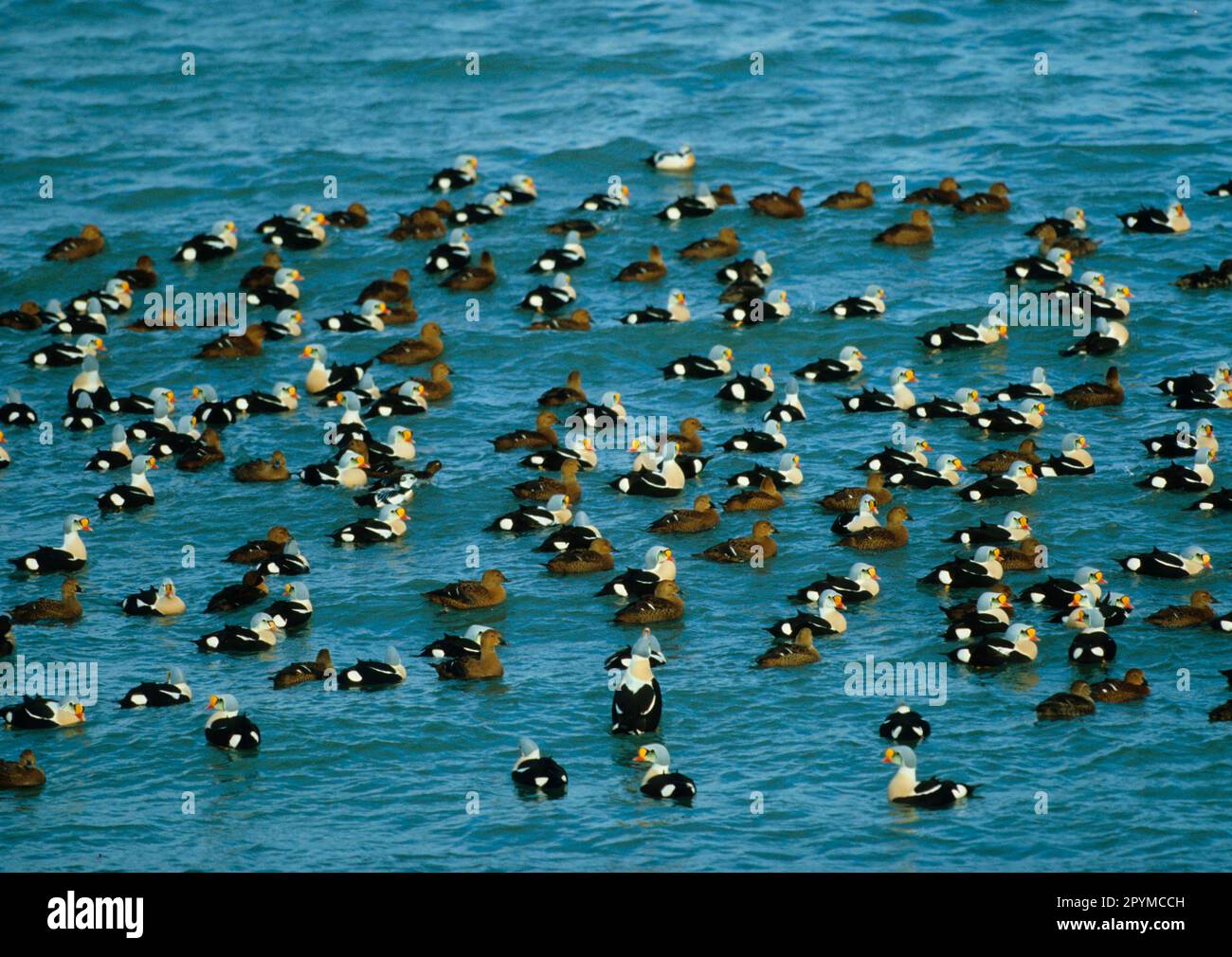King Eider Duck Massed flock, King Eider Duck Massed flock, King Eider ...
