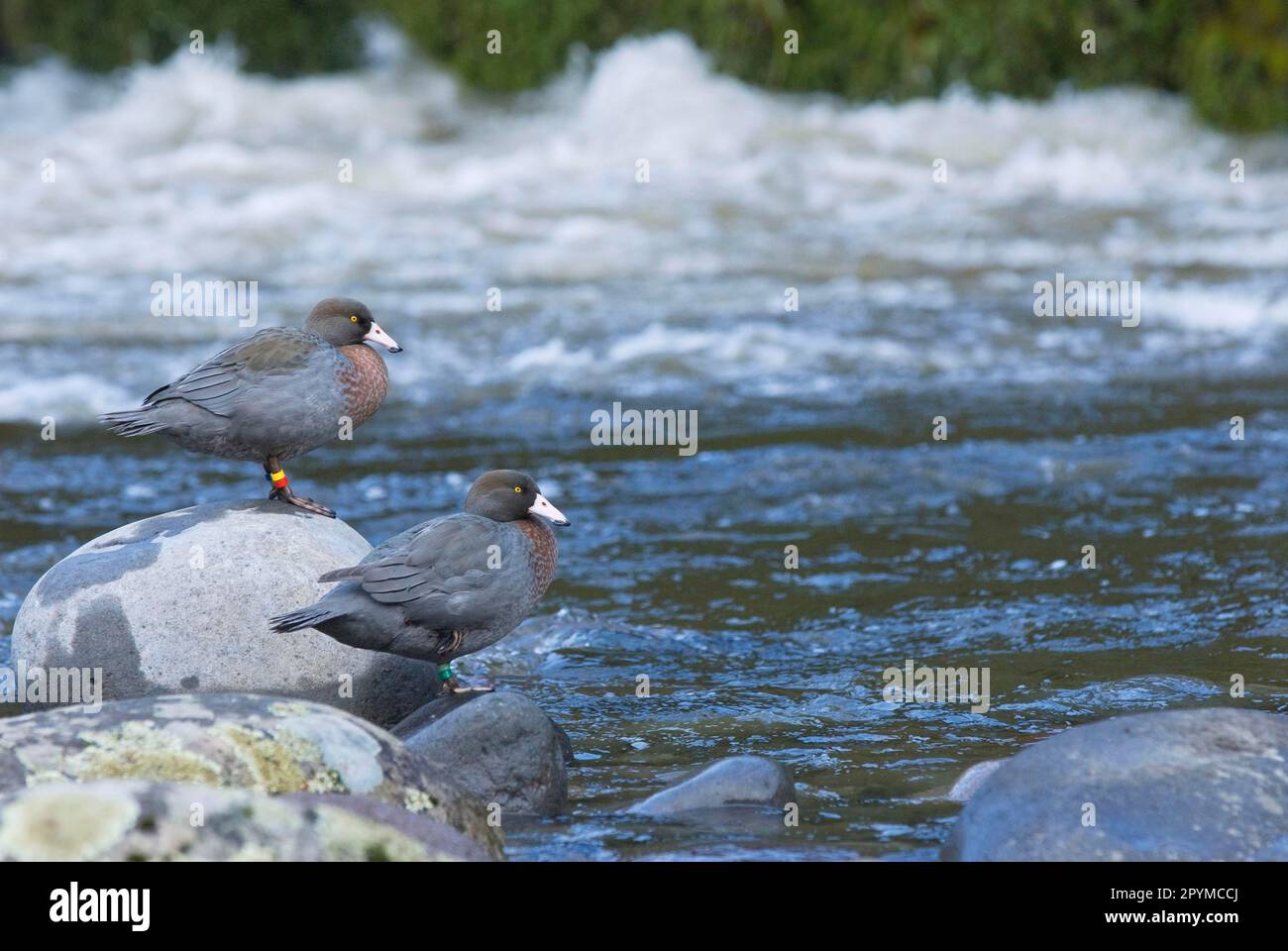 Blue duck (Hymenolaimus malacorhynchus) two adults standing on rocks in ...