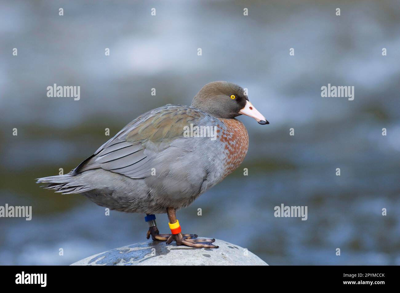 Blue duck (Hymenolaimus malacorhynchus) adult, standing on a rock in a ...