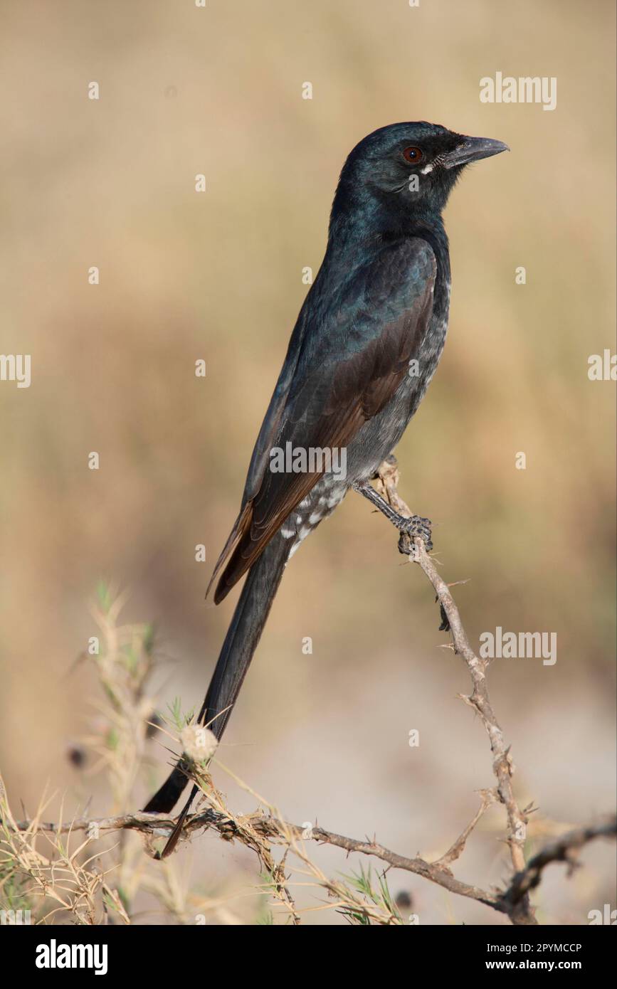 Black Drongo (Dicrurus macrocercus) immature, perched on shrub, Gujarat ...
