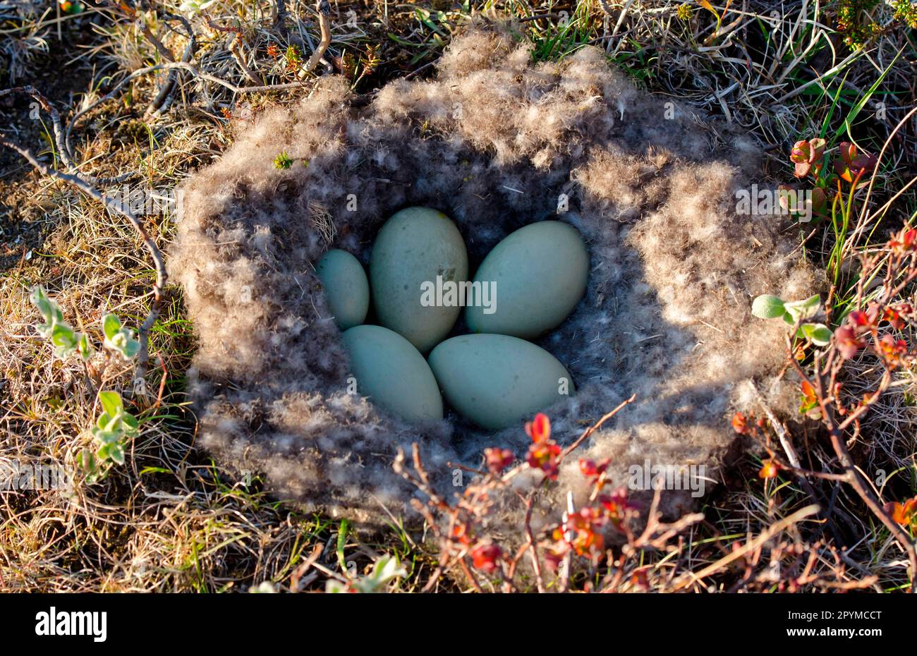 Common Eider (Somateria mollissima) five eggs, one very small, in down ...