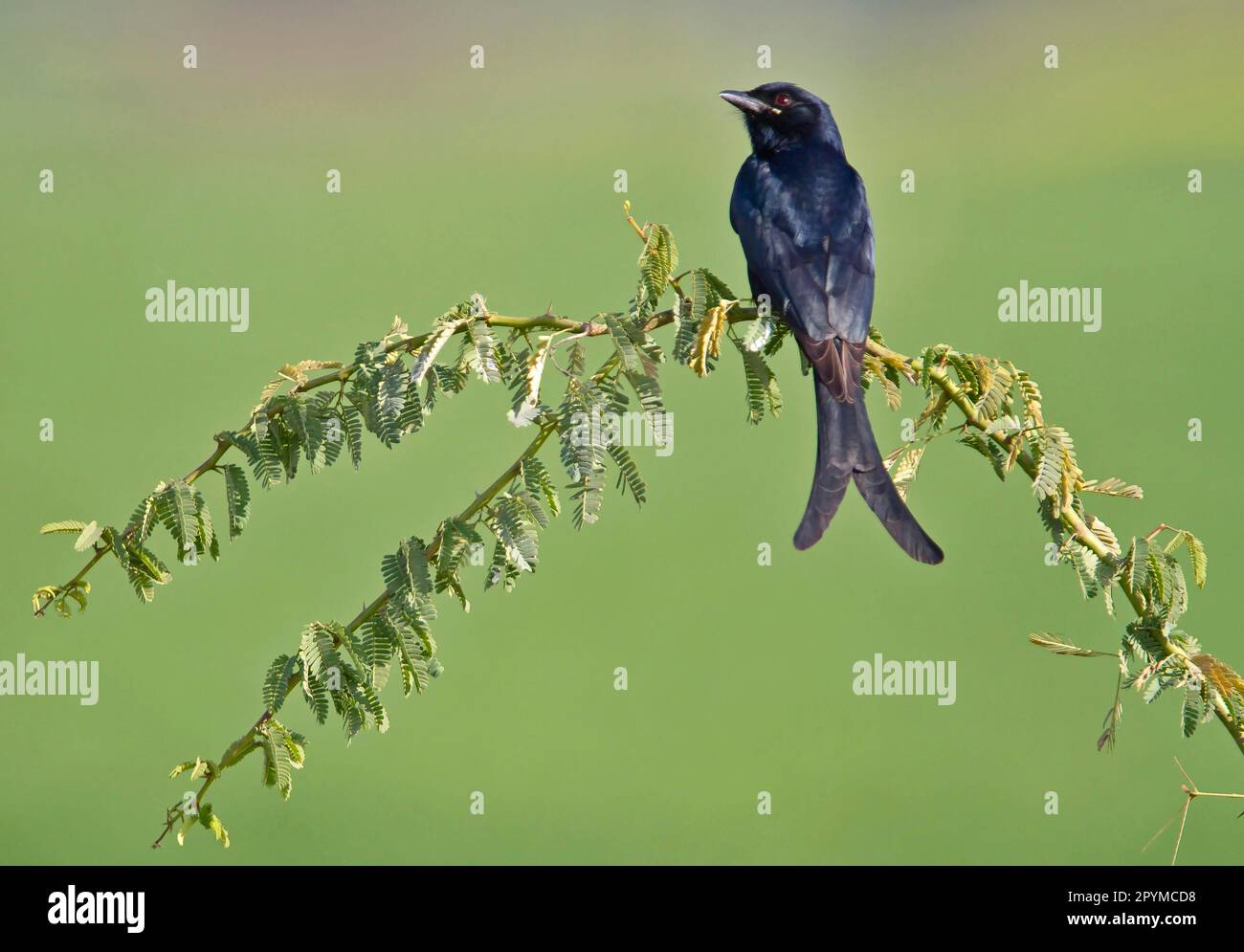 Black black drongo (Dicrurus macrocercus) adult, sitting on a thorn ...
