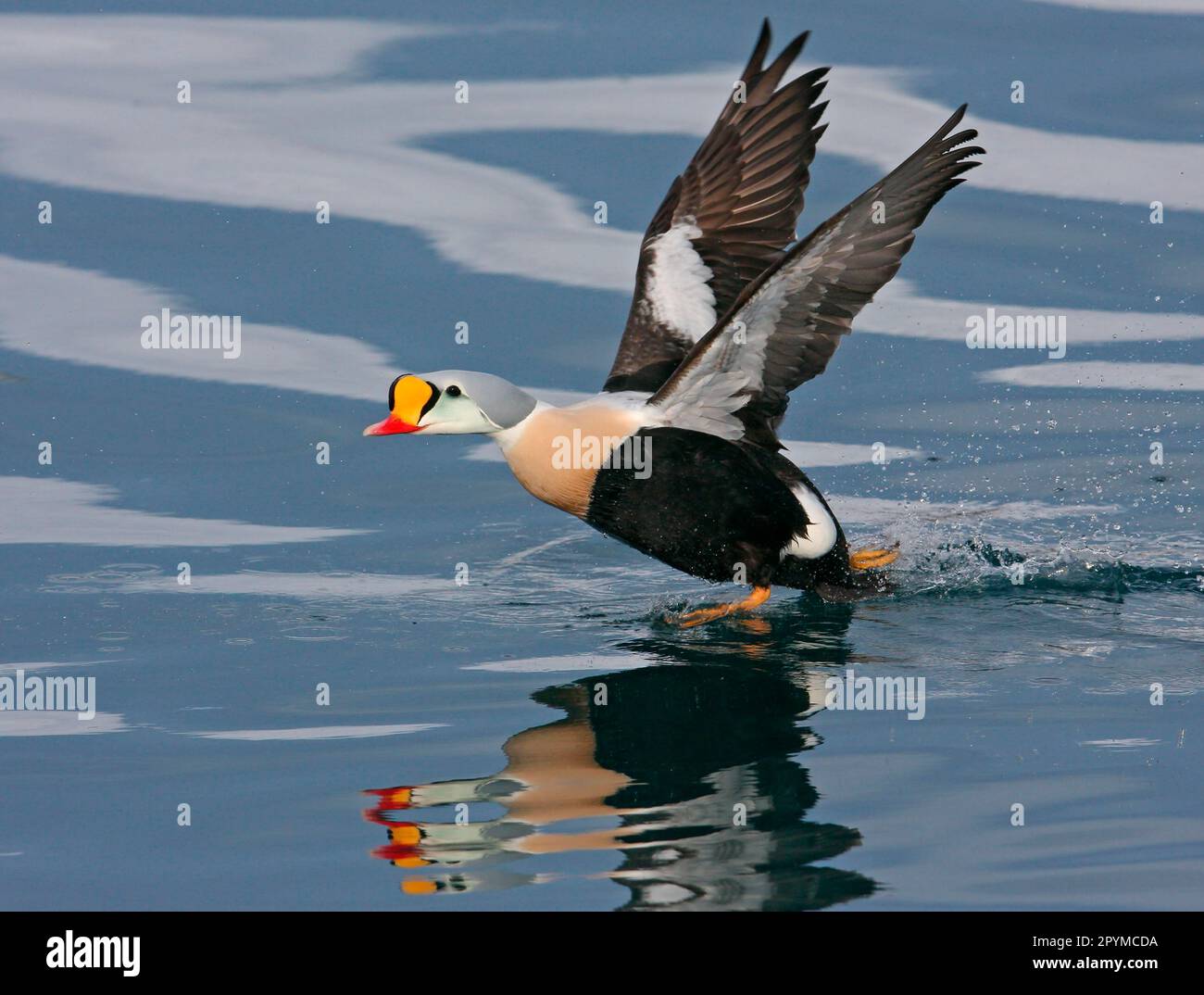 Eider goose hi-res stock photography and images - Alamy