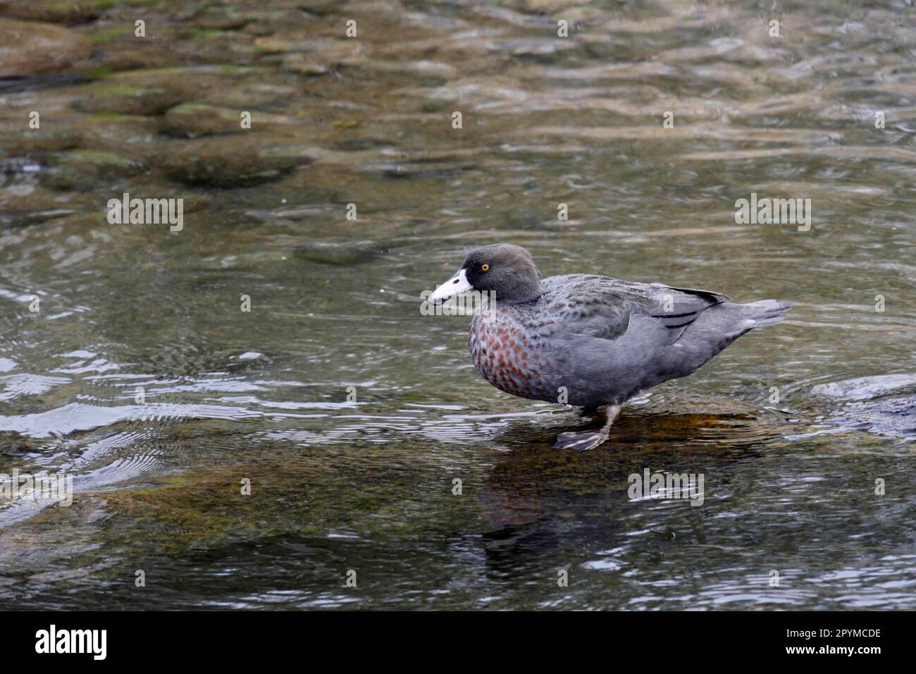Blue (Hymenolaimus malacorhynchos) duck, Fringing duck, Threatened ...
