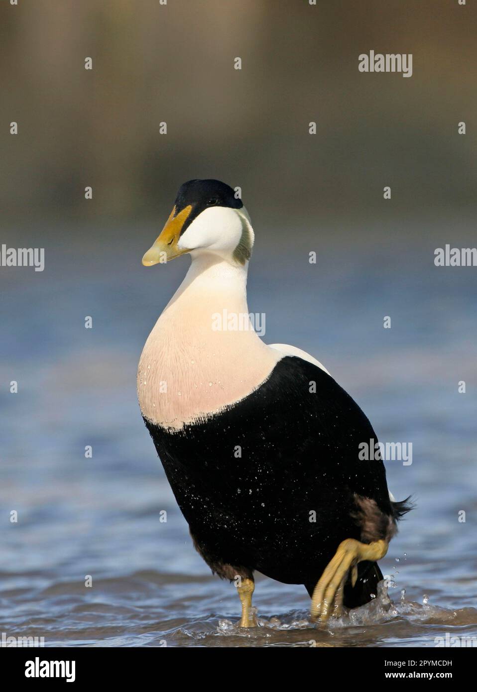 Common Eider (Somateria mollissima) male walking onto shore ...