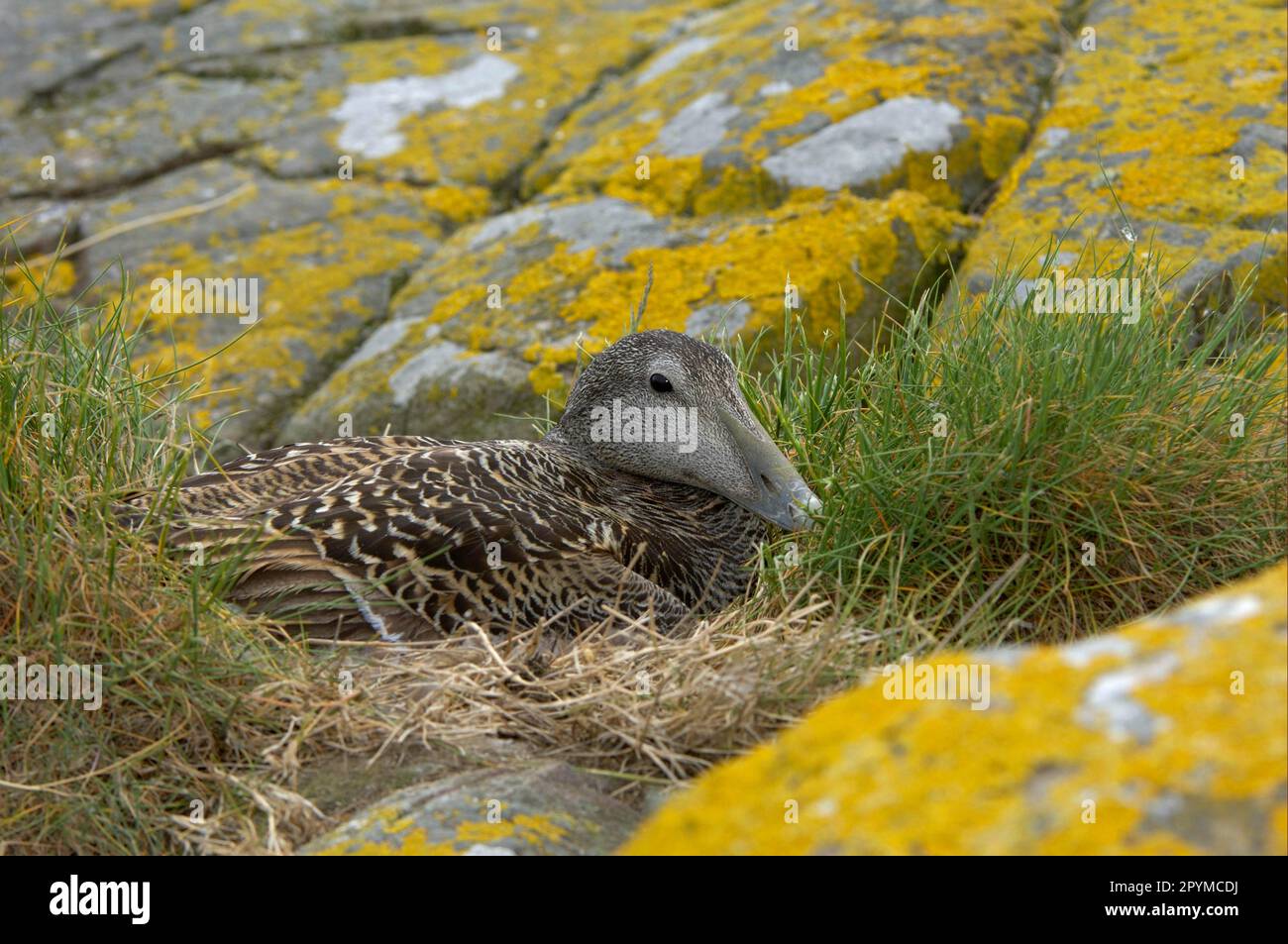 Common Eider (Somateria mollissima) adult female, sitting on nest ...