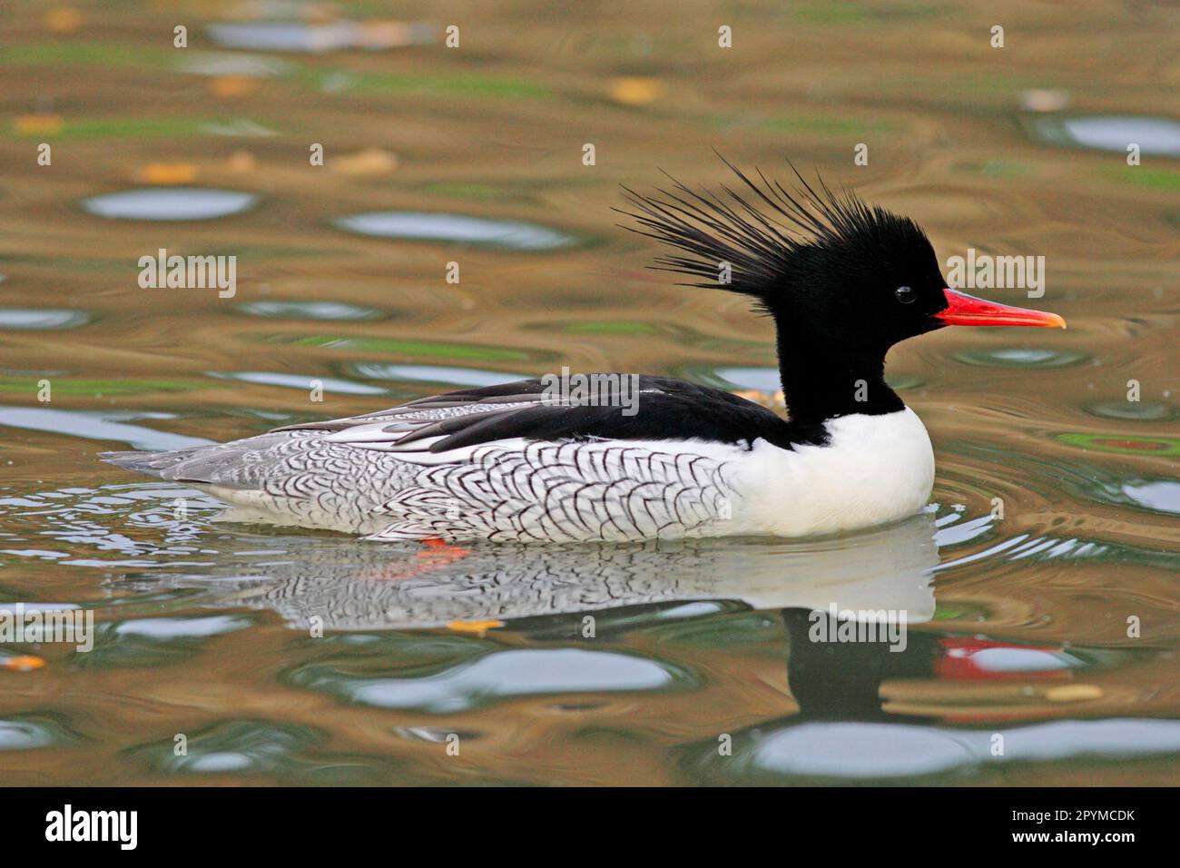 Scaly-sided merganser (Mergus squamatus), goose bird, animals, birds ...