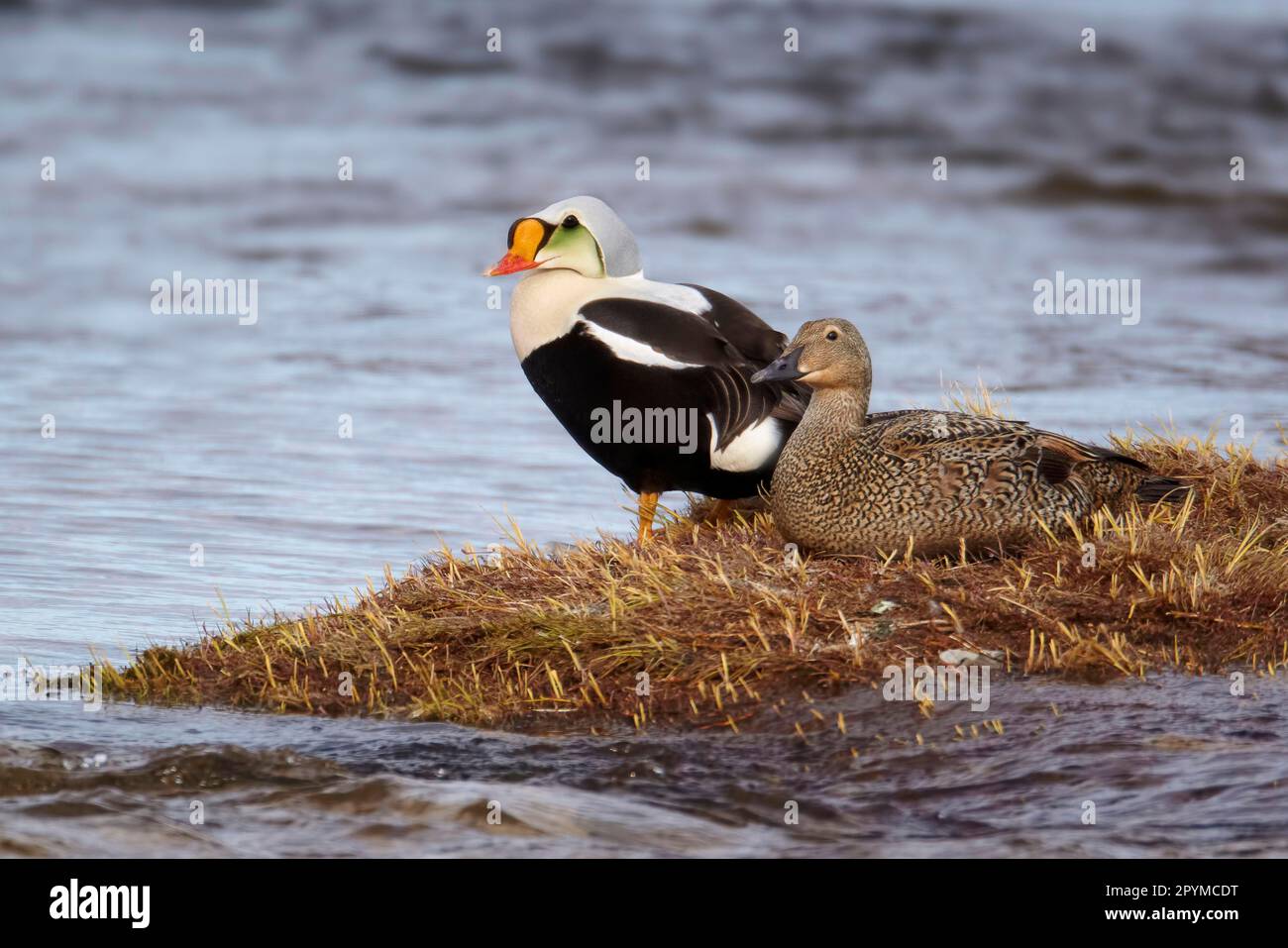King Eider (Somateria spectabilis) adult pair, breeding plumage ...