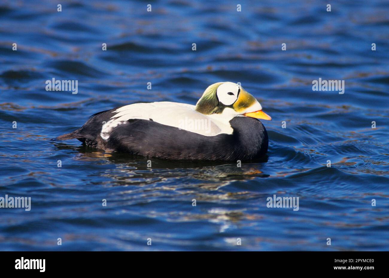 Spectacled eider (Somateria fischeri), Plush Head Ducks, Ducks, Goose ...