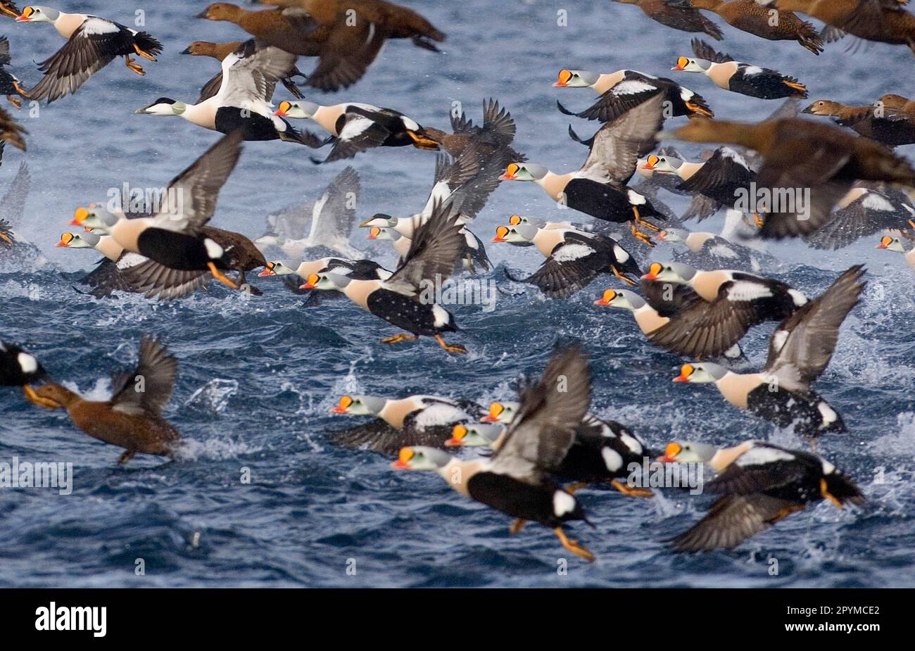 King Eider (Somateria spectabilis) and Common Eider (Somateria ...