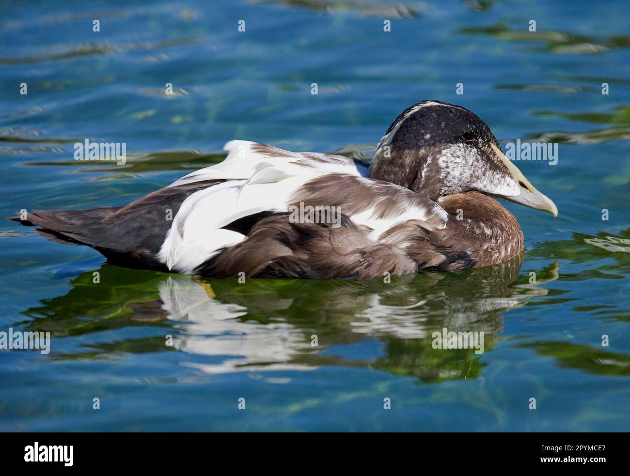 Common Eider (Somateria mollissima mollissima) adult male, in eclipse ...