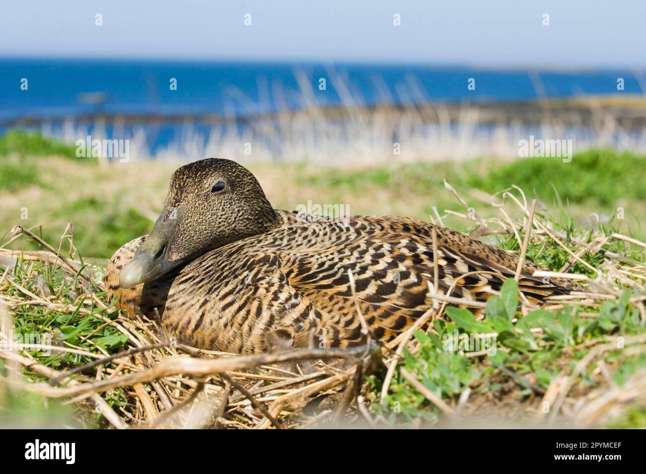 Common Eider (Somateria mollissima) adult female, sitting on nest ...