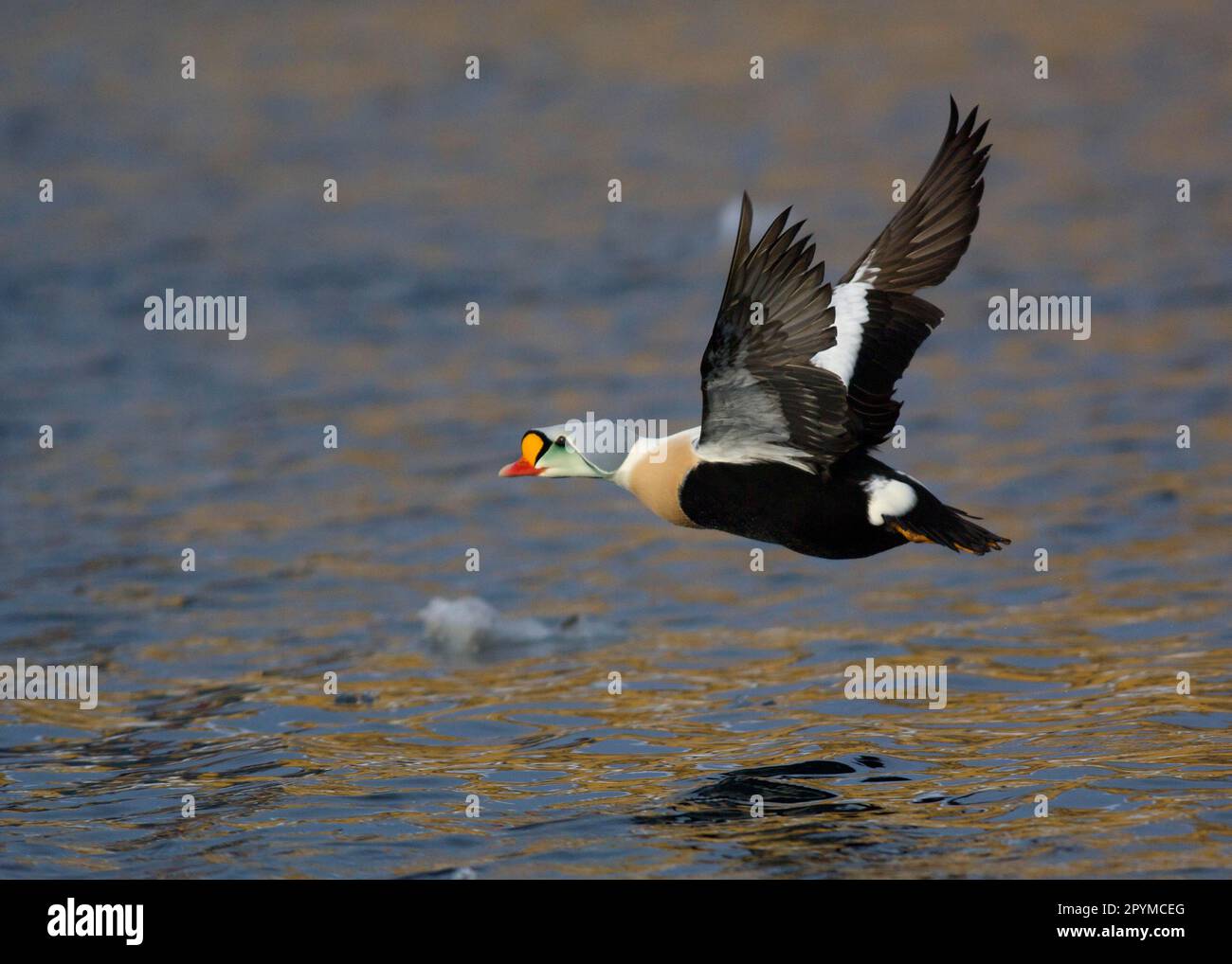 King Eider adult male, in flight over sea, Batsfjord, Varanger ...
