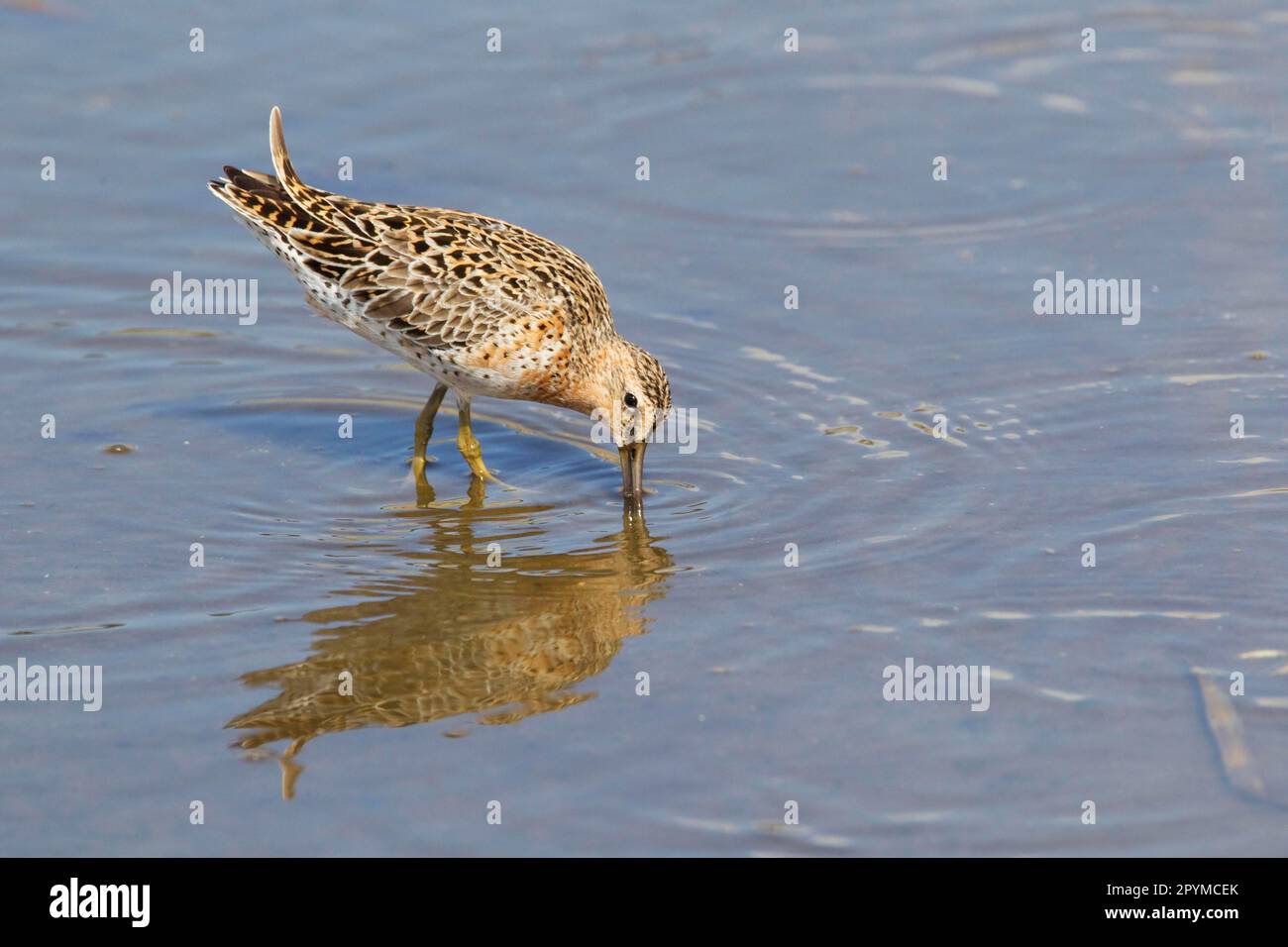 Short-billed dowitcher (Limnodromus griseus), Short-billed Dowitcher ...