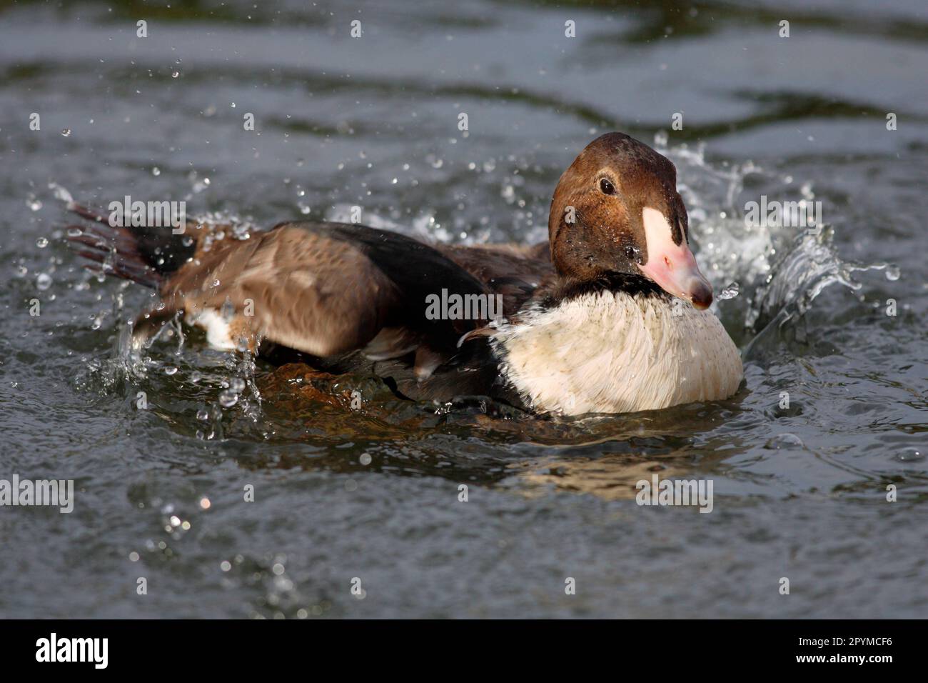 King Eider first year juvenile male, bathing prior to preening, ducks ...