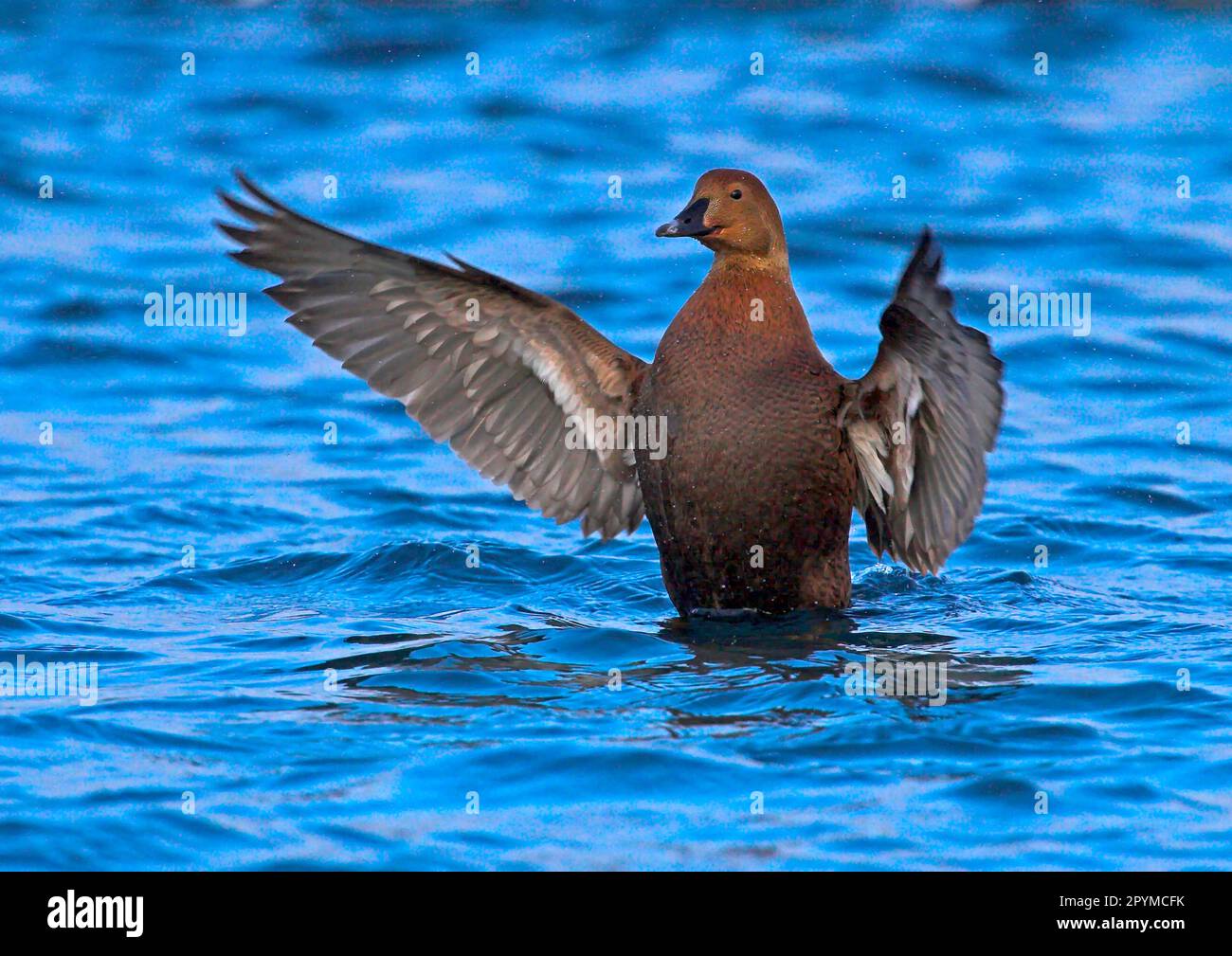 King Eider (Somateria spectabilis) adult female, flapping wings at sea ...