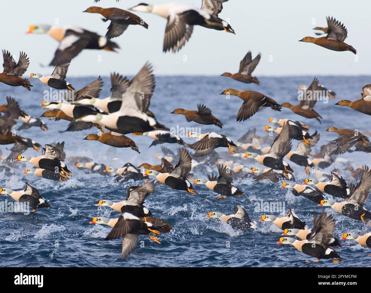 King Eider (Somateria spectabilis) and Common Eider (Somateria ...