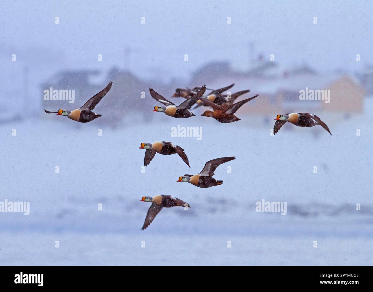 King Eider (Somateria spectabilis) adult males and females, wintering ...