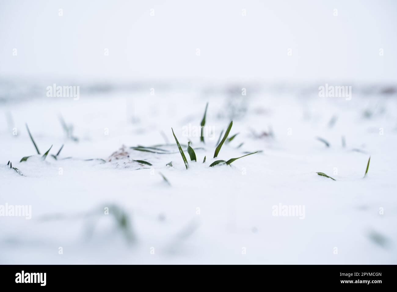 Wheat field covered with snow in winter season. Growing grain crops in ...