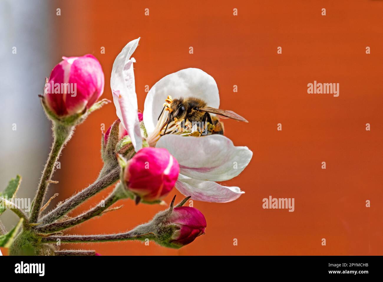 worker bee collects pollen from an apple blossom. Agriculture Stock ...