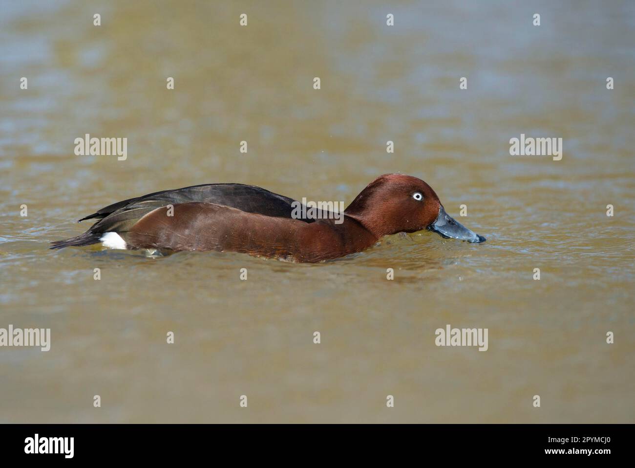 Ferruginous duck (Aythya nyroca), adult male, filter-feeding from the ...