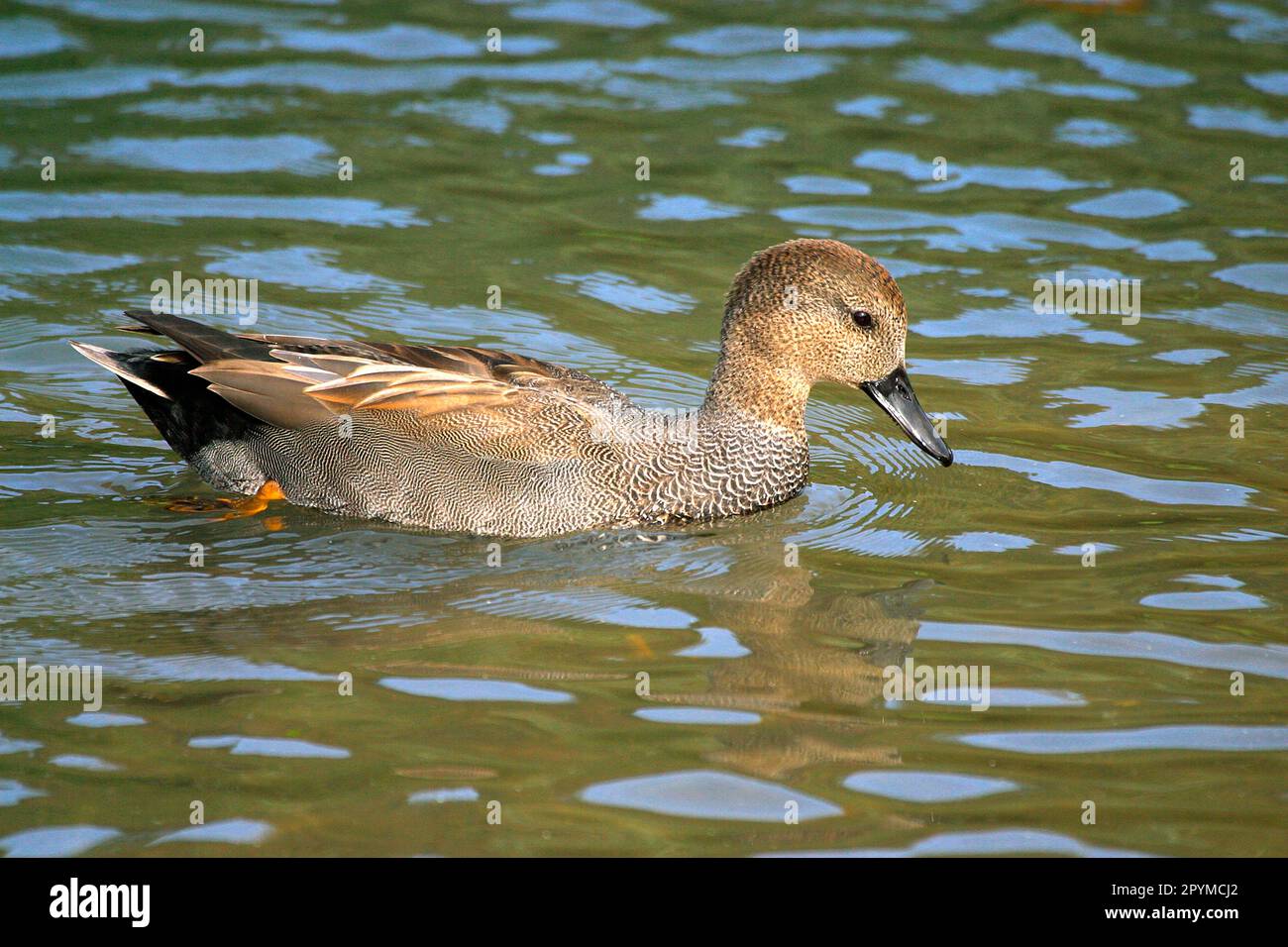 Gadwall, Gadwall Ducks, Ducks, Geese, Animals, Birds, Gadwall (Anus ...