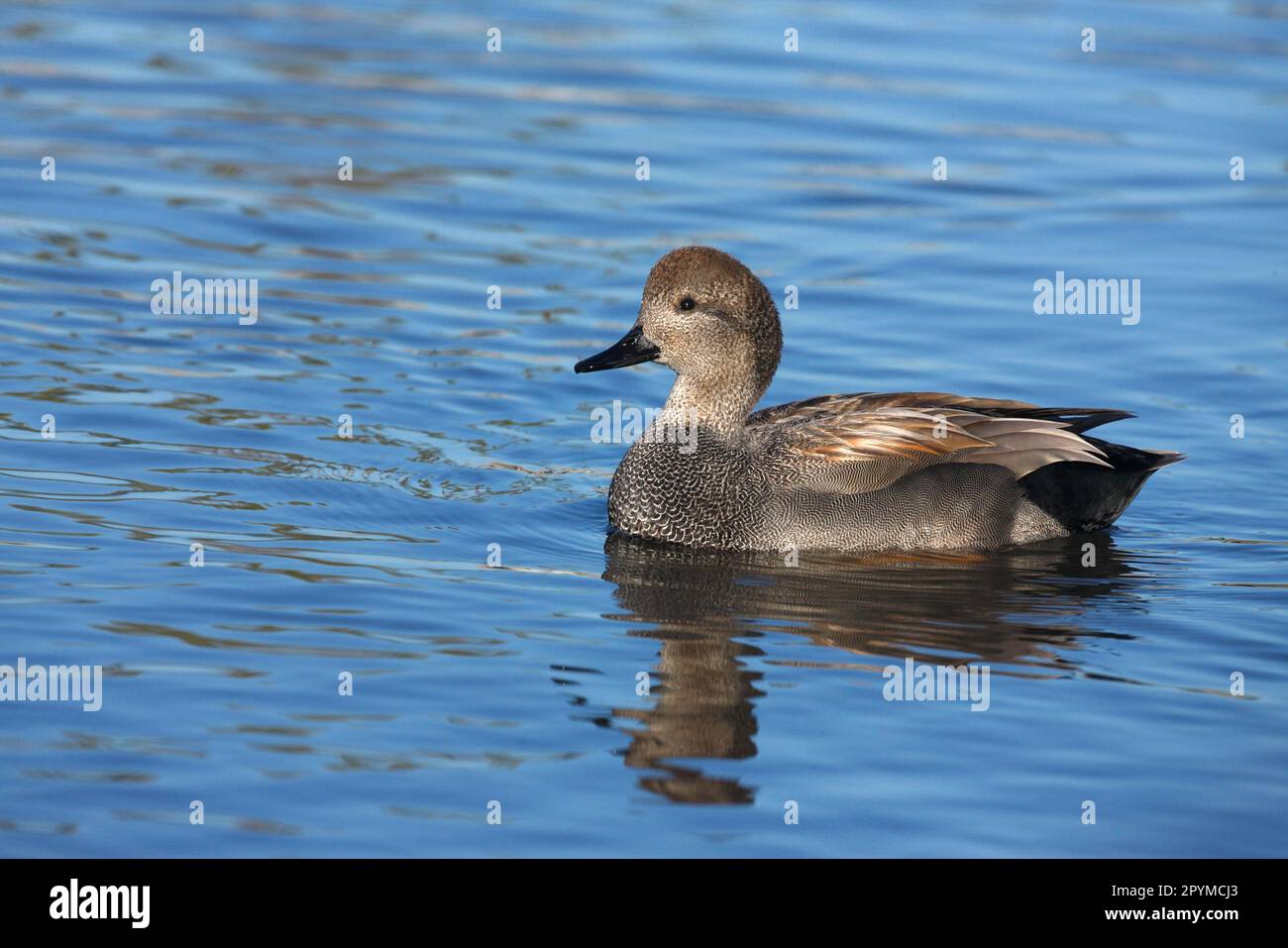 Gadwall, gadwalls (Anas strepera), Ducks, Geese, Animals, Birds ...