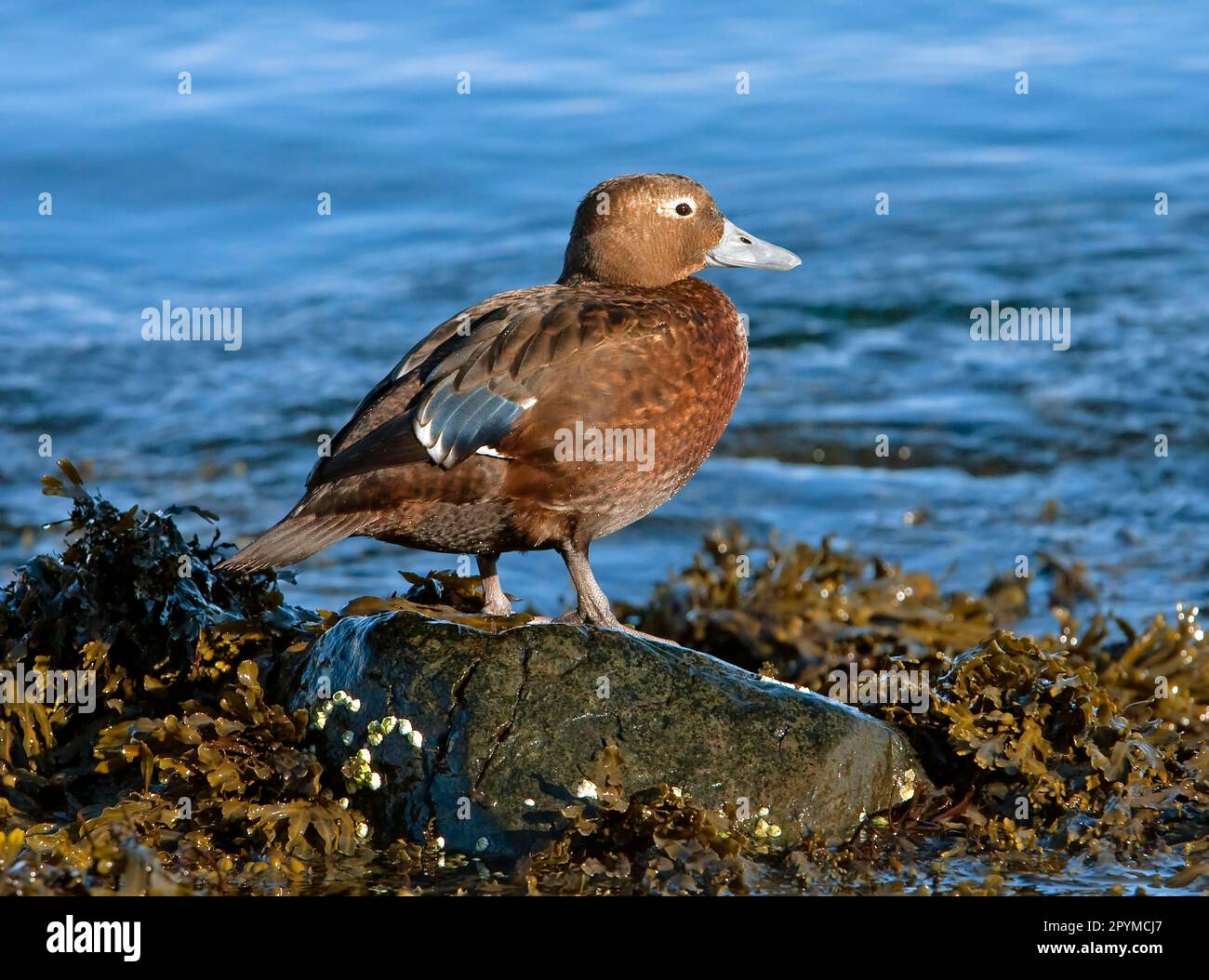 Steller's steller's eider (Polysticta stelleri) adult female, standing ...