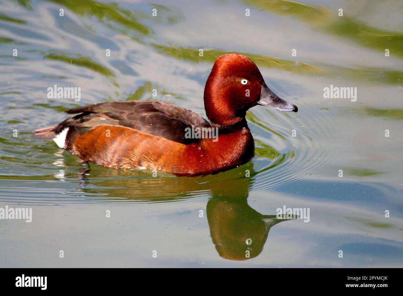 Ferruginous duck (Aythya nyroca) Male swimming duck Stock Photo - Alamy