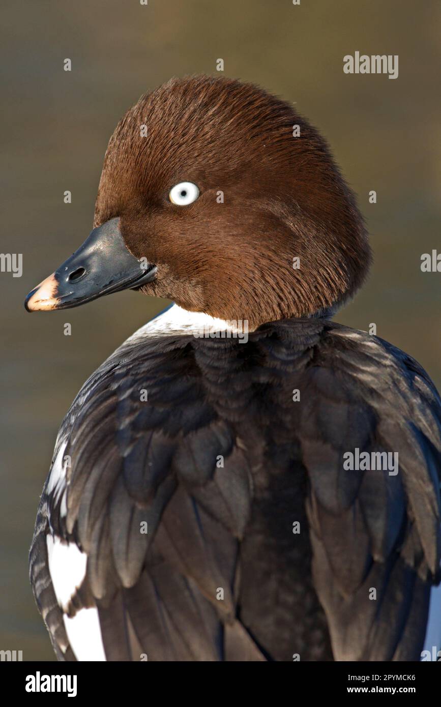 Common goldeneye (Bucephala clangula), adult female, close-up of head ...