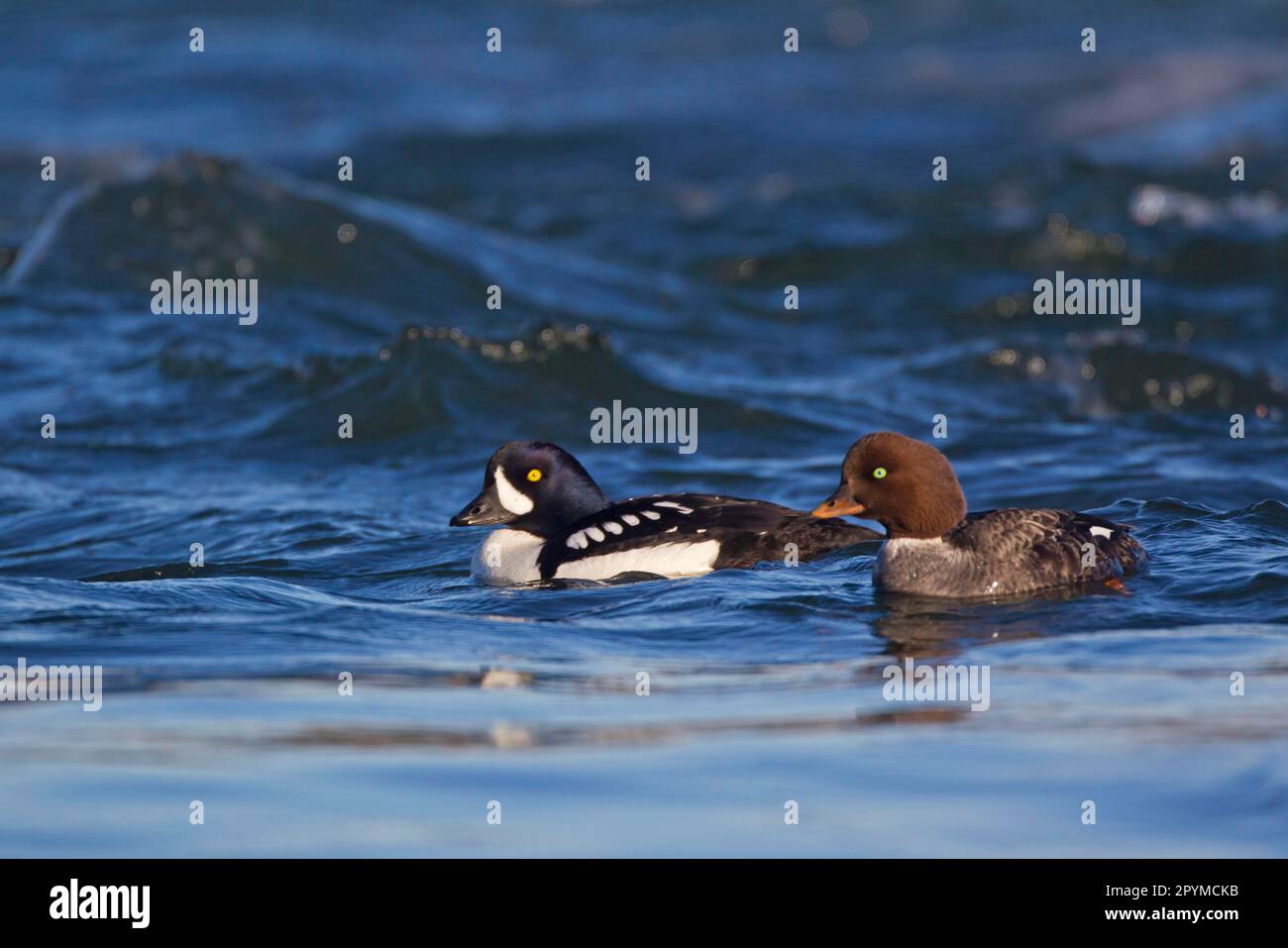 Barrow's Goldeneye (Bucephala islandica) adult pair, swimming on river ...
